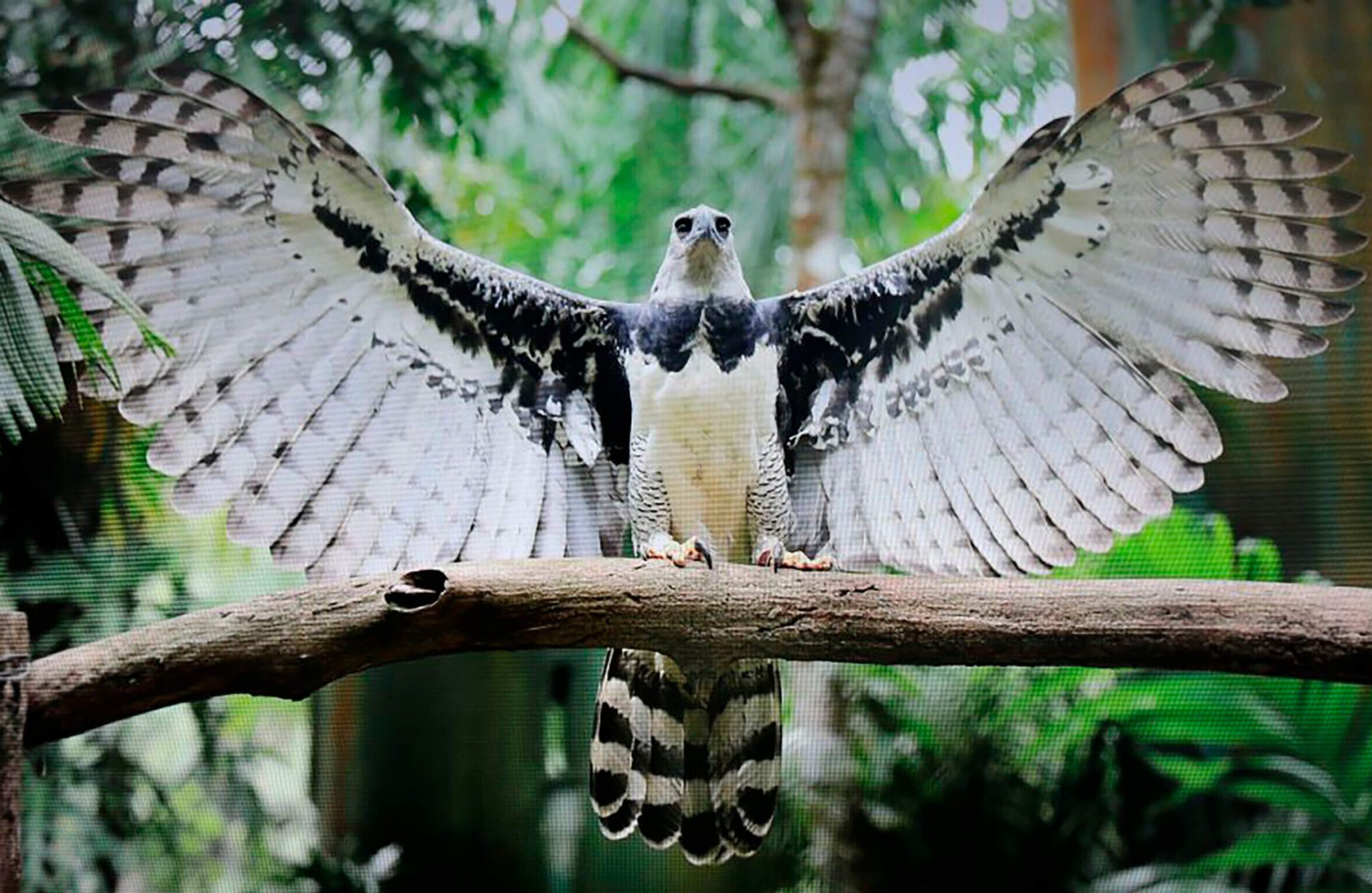 Harpy Eagle vs. Bald Eagle: A Comparison of Two National Symbols | Casa ...