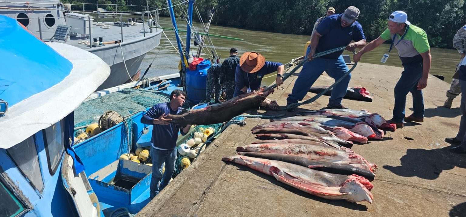 Panama Sets Indefinite Zero Export Quota for Threatened Sharks and Rays ...